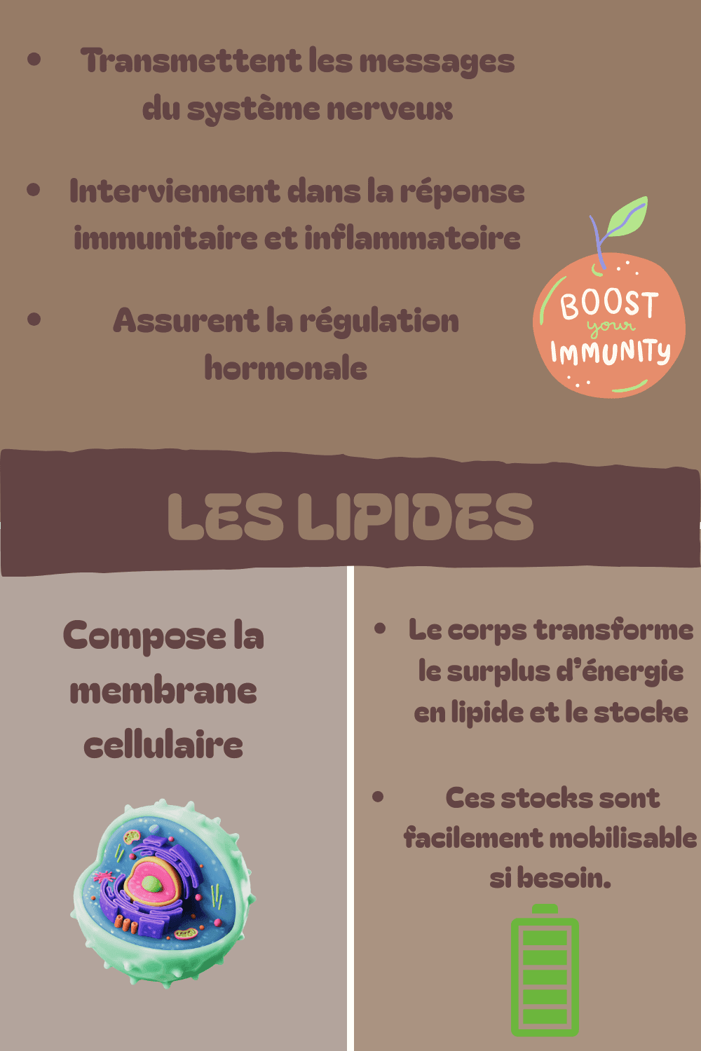 Les lipides pourquoi sont ils essentiels en 4 points.